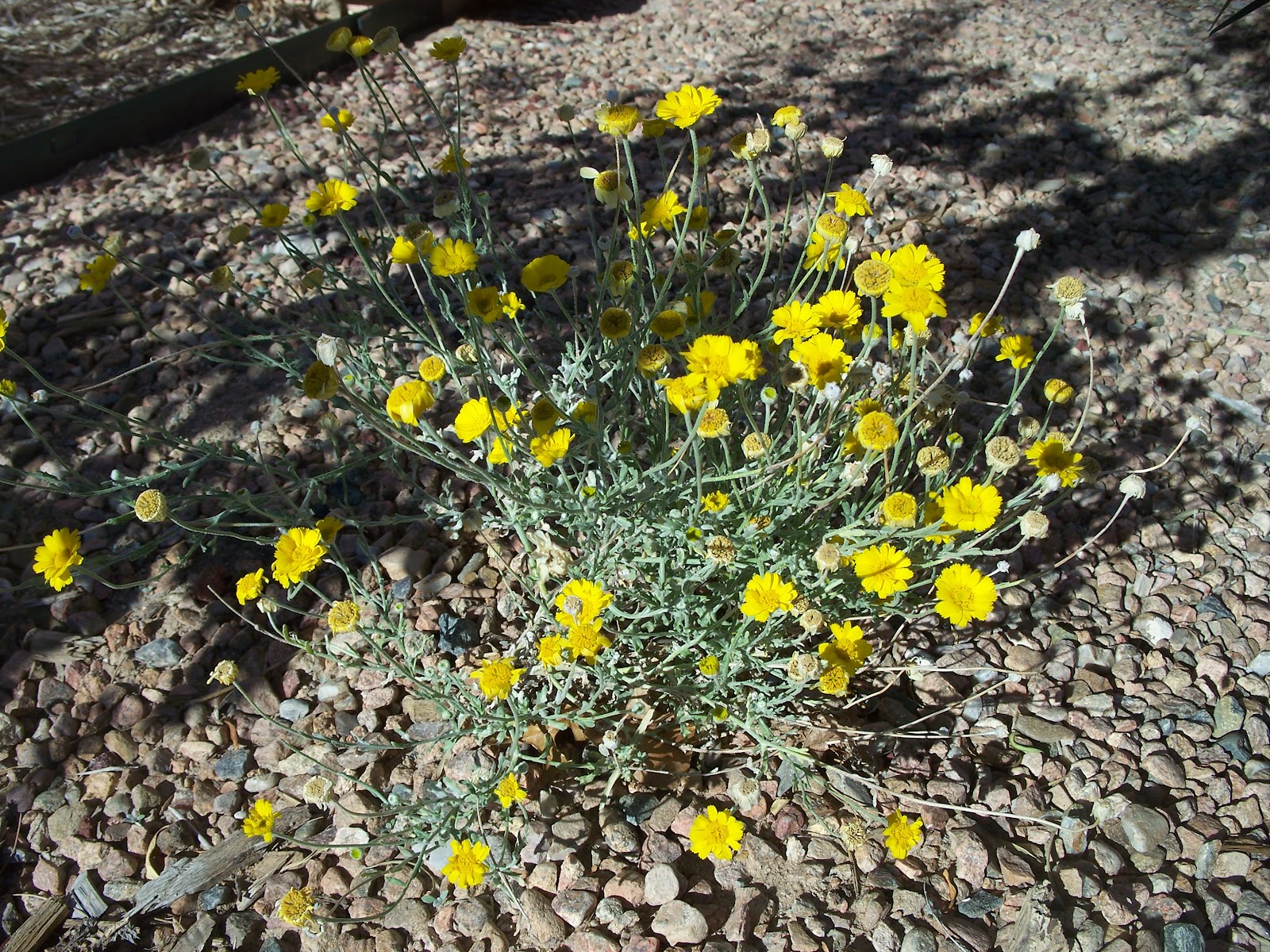 Wildflower Seeds Worth Collecting: Desert Marigold