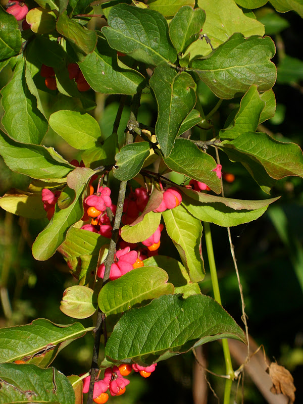 Escape With Us: Boerner Botanical Gardens