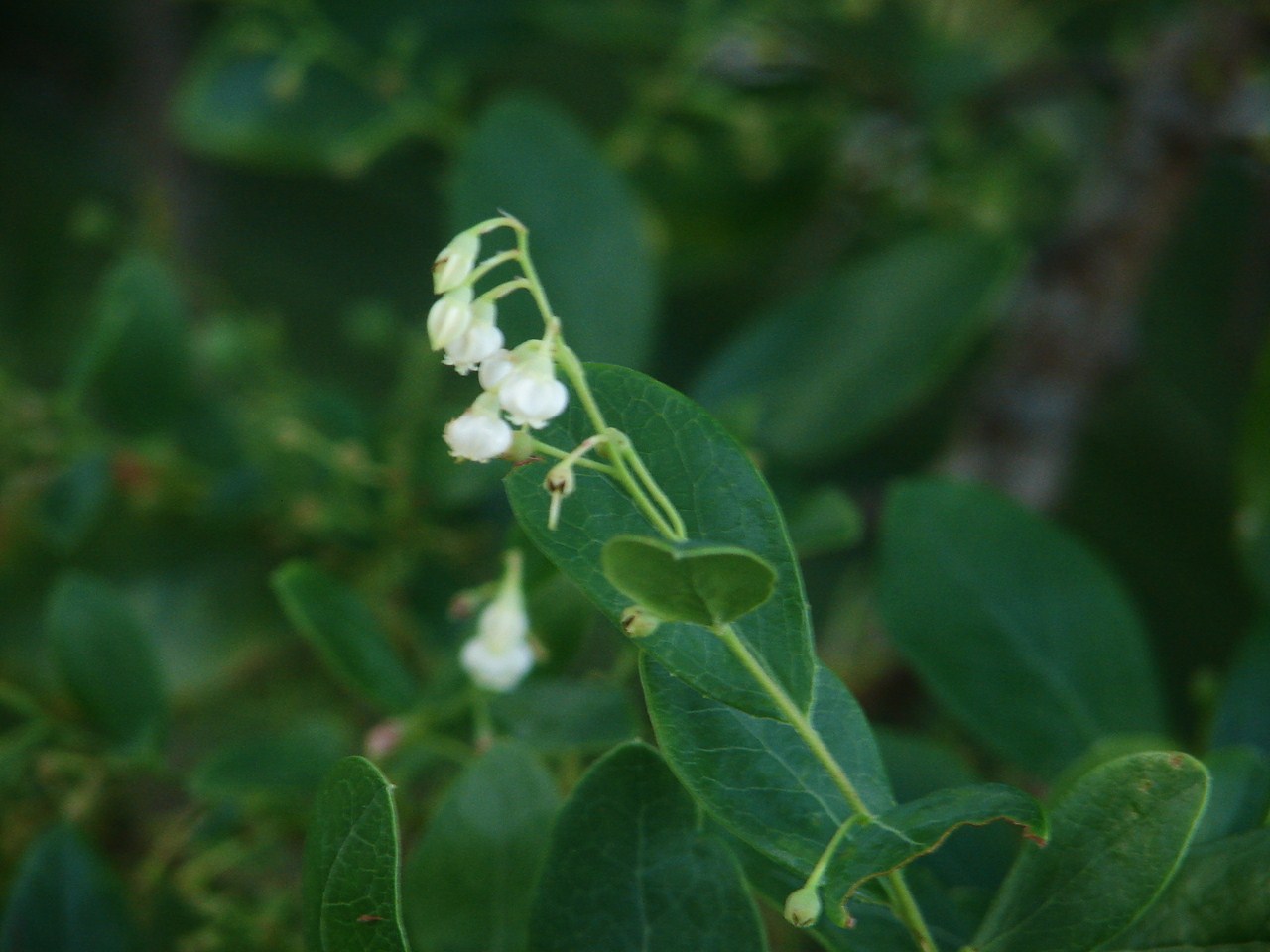 Bayou Lady: Gallberries and Bellyaches!