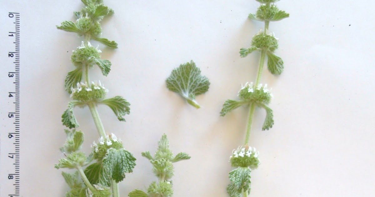 HERBARIO VIRTUAL DE BANYERES DE MARIOLA Y ALICANTE: Marrubium vulgare ...