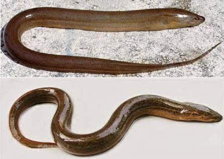 10 Khasiat Ikan Belut Untuk Kesehatan | Khasiat