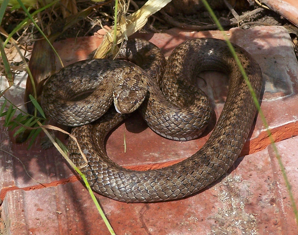 Csuti csarita: Rusnya dög