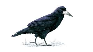 Seed to Feed Me: WHAT IS THE DIFFERENCE BETWEEN A ROOK, A RAVEN AND A CROW?