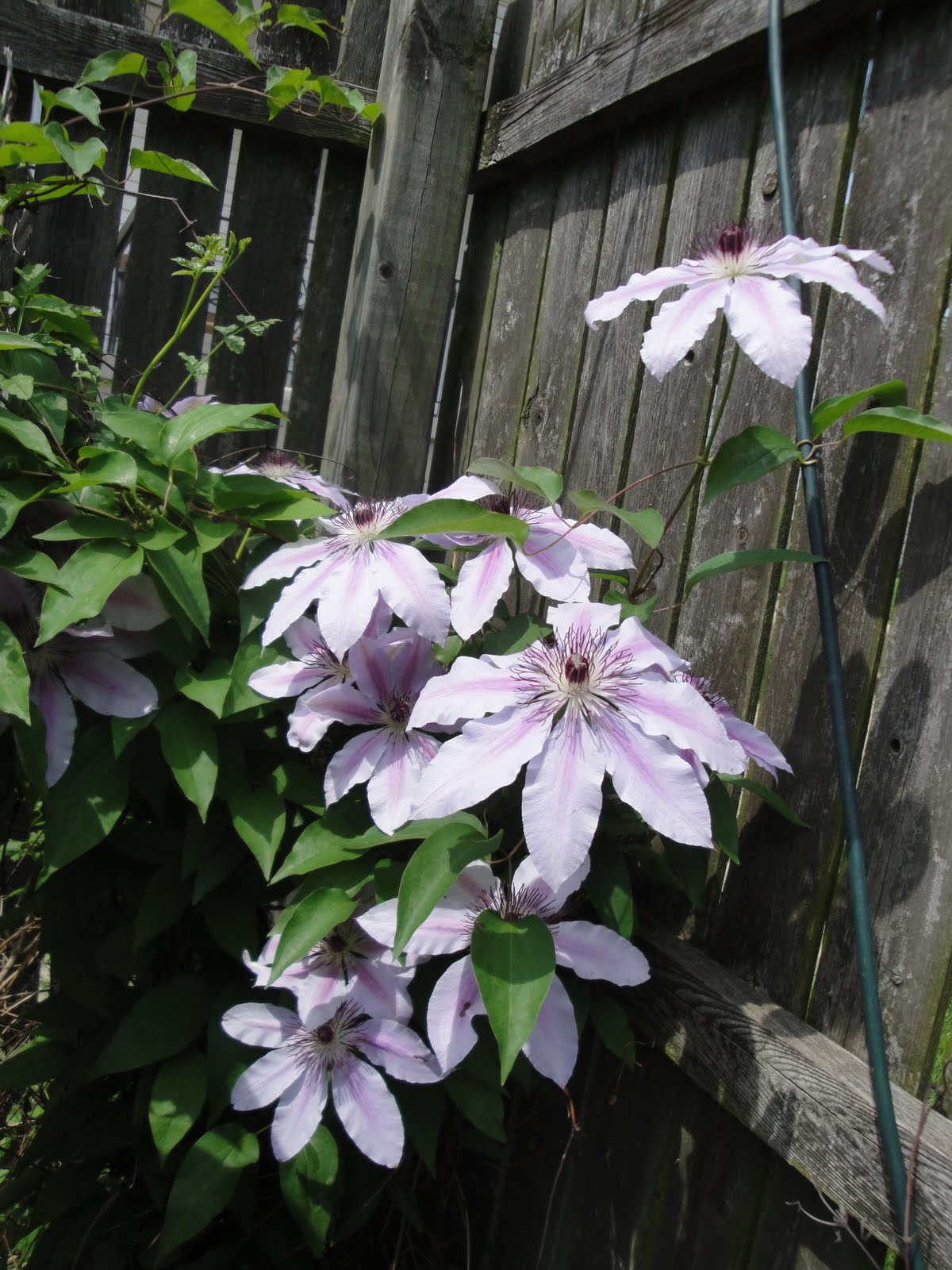 My Country Roads: Wild and Wonderful : Light Purple Clematis
