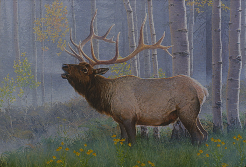 The Show and Tell Nature Blog: Painted Cervidae