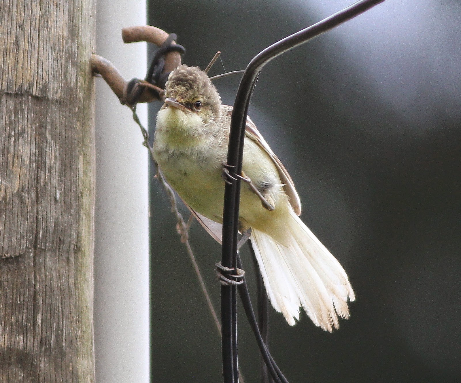 Birding Poole Harbour & Beyond: 6 Nov 14 - Birding On Pitcairn Island