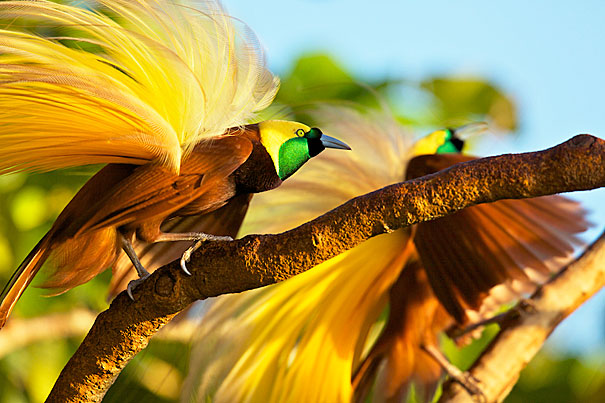 ricklibrarian: National Geographic Live: Birds of Paradise