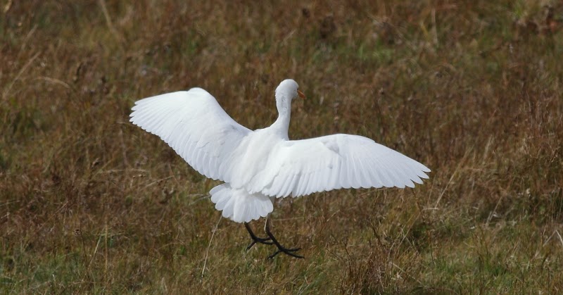 Dermot Breen's Blog: Murlach Cattle Egret