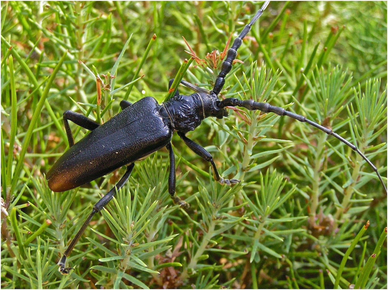 Curieux jardin: Grand capricorne