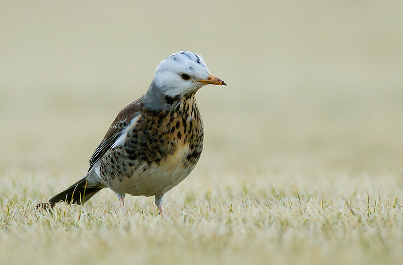 Zsombor Károlyi's Photo Blog: Spring break - Part 1