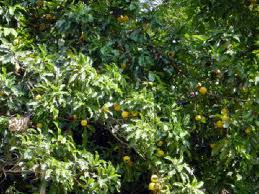 frutas organicas tropicales Frugy