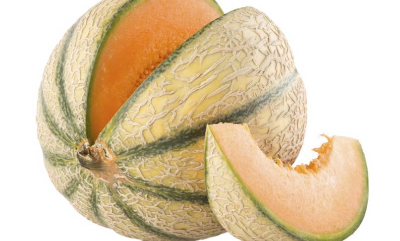 Agropecuaria UTB: LOS CUIDADOS DE LA PLANTA DEL MELÓN