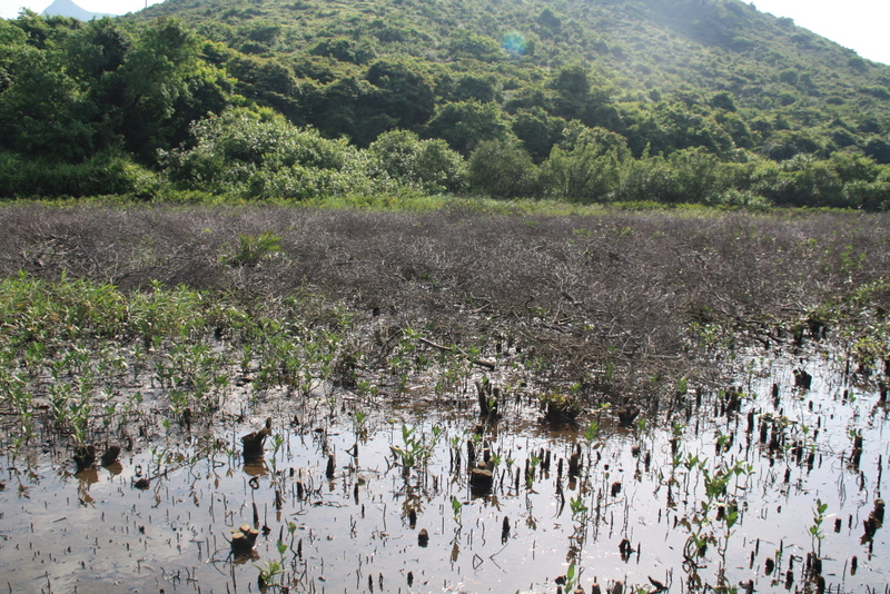 Hong Kong Coast Watch: Mangrove stand at Tai Ho Wan SSSI cut down.
