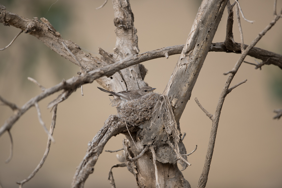 Breeding Gambaga Flycatcher – Wadi Grosbeak | Focusing on Wildlife