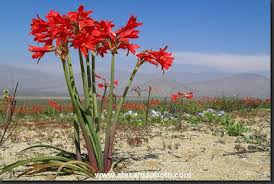 las flores: LA FLOR TIPICA CHILENA
