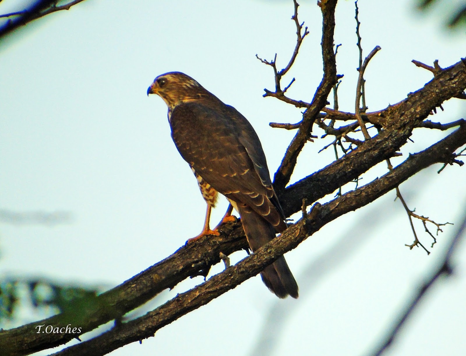 PASARI DIN ROMANIA: ULIU CU PICIOARE SCURTE, Accipiter brevipes