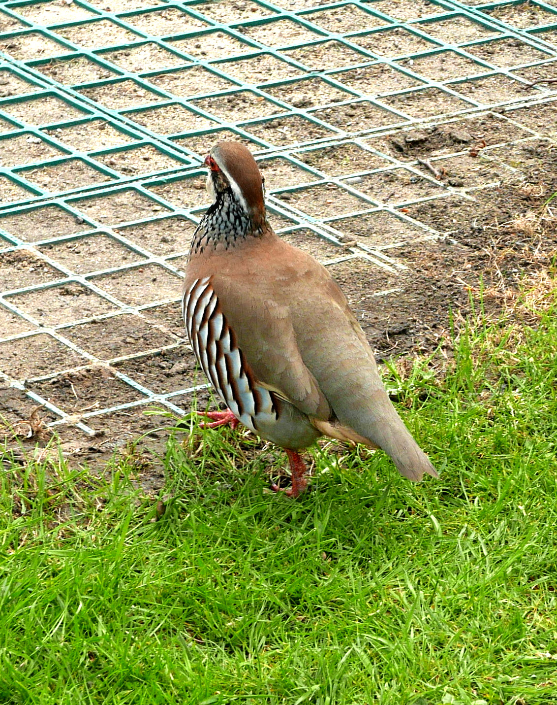 Lucy Melford: Two partridges come a-visiting; and wekas at Westport ...