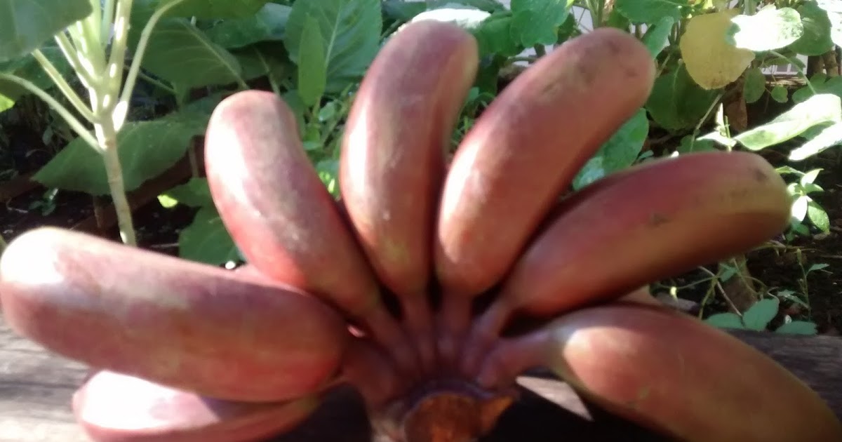 CHAPÉU DE PRAIA: BANANA ROXA, SÃO TOMÉ, CANA, ABACATE, VERDURAS ...