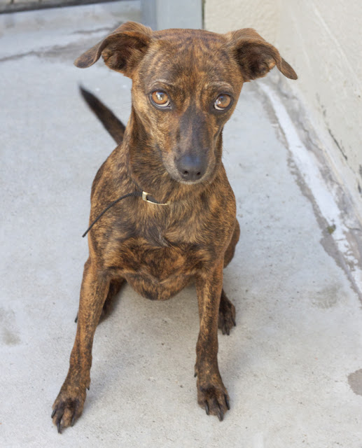 Shelter Dogs of Portland: "XENA" Happy little Brindle mix