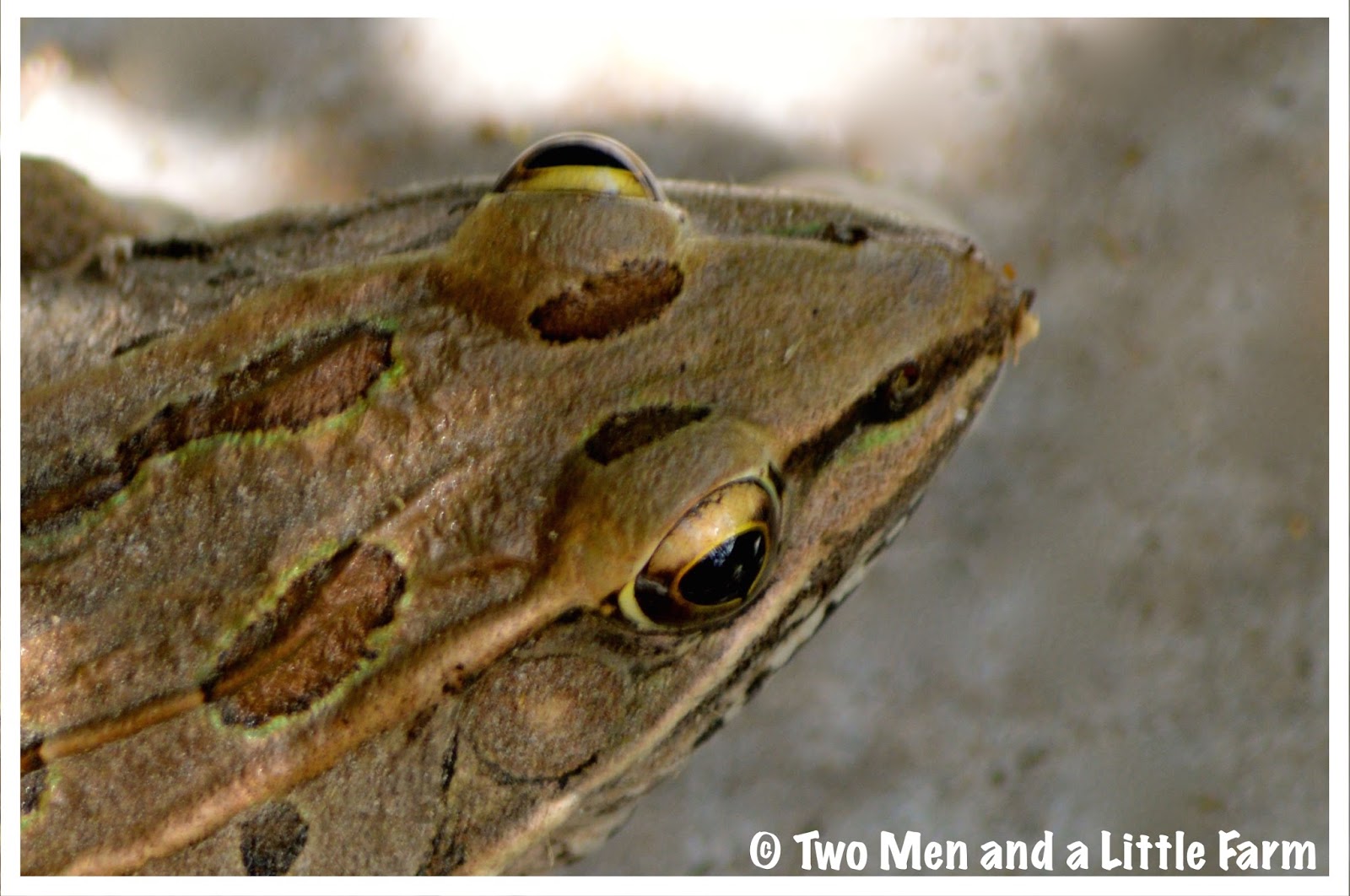Two Men and a Little Farm: SOUTHERN LEOPARD FROG