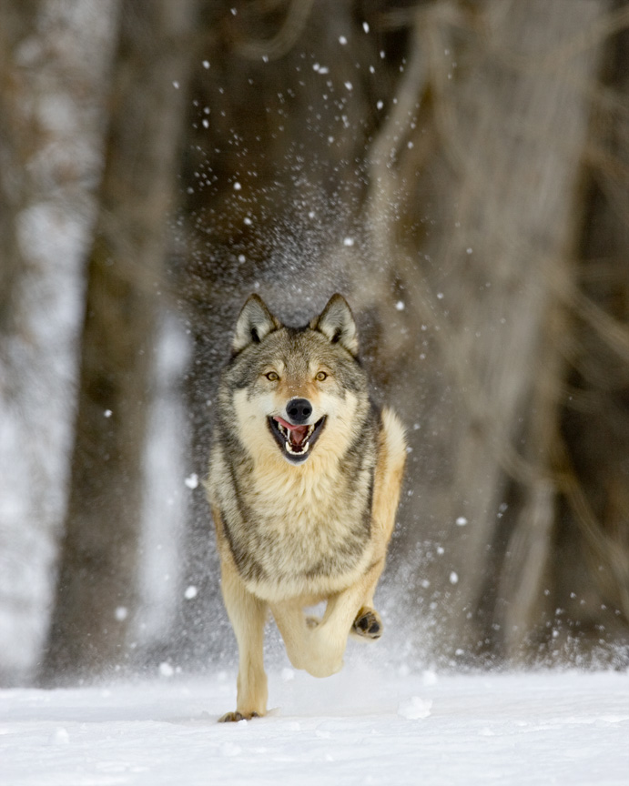 White Wolf : The Wolves are Coming