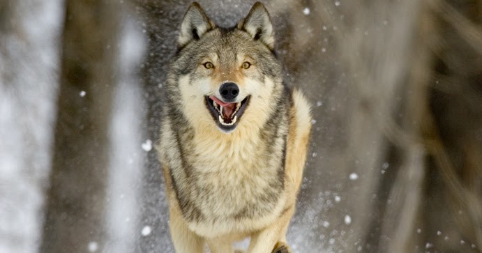 White Wolf : The Wolves are Coming