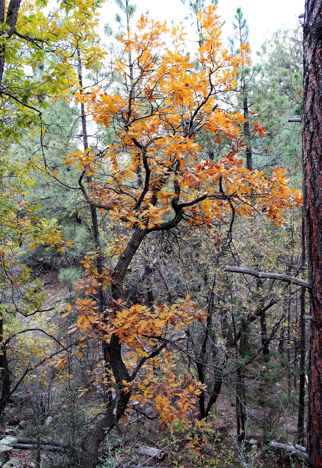 Simplicity Itself Photography: Autumn Photography In Prescott Arizona