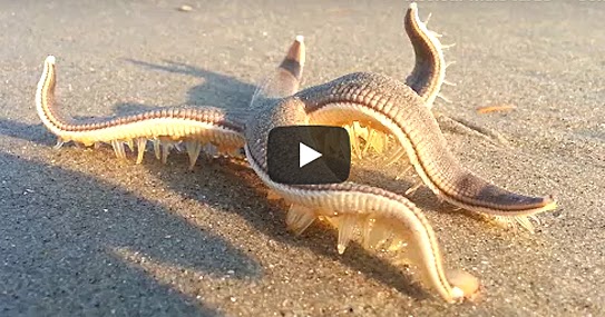 Bizarro - Estrelas do Mar andando de um jeito muito estranho são filmadas