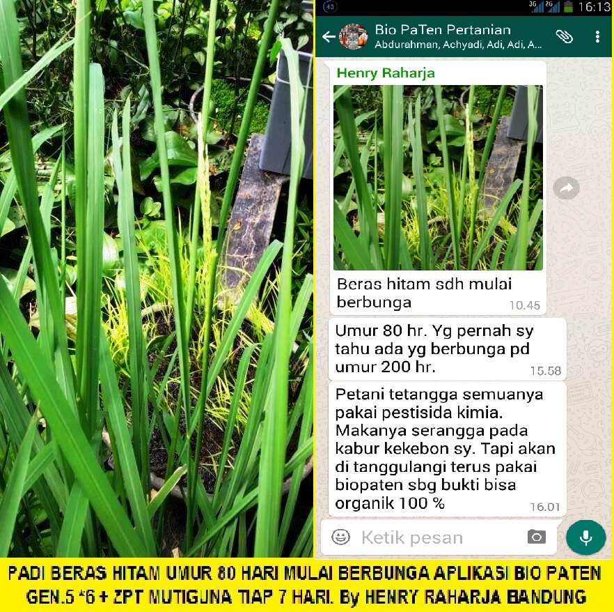 BIO PA-TEN EXTRA: Padi / Beras Hitam umur 80 Hari Aplikasi Bio PaTen ...