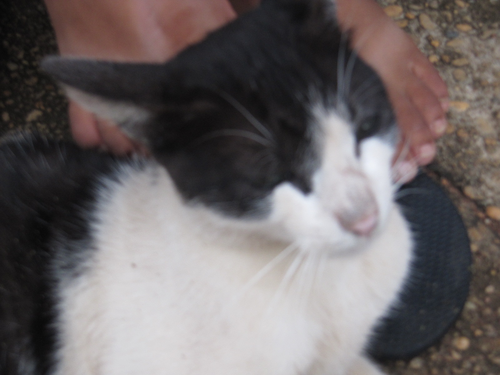 Faça carinho em um gato