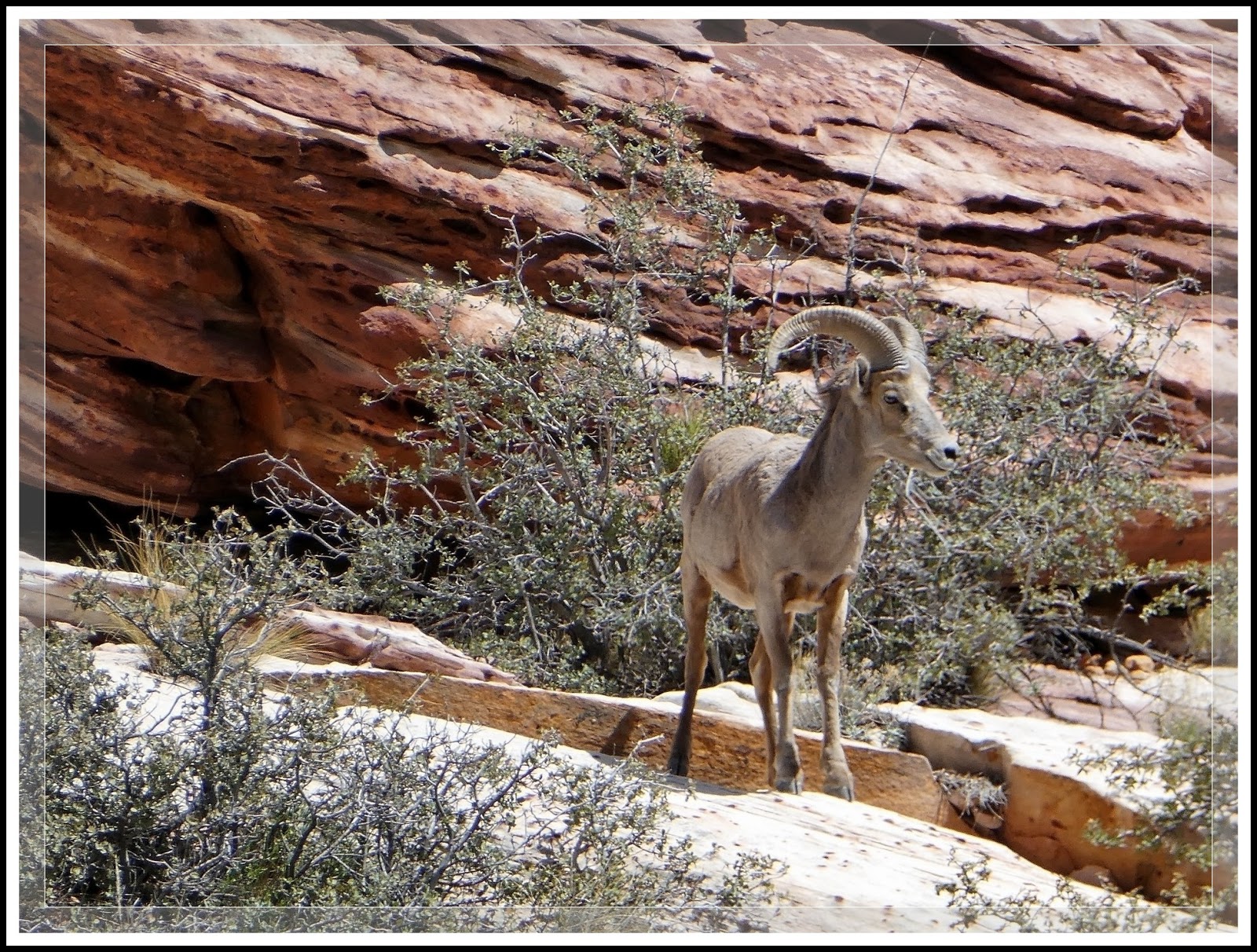 Ken's Photo Gallery: Desert Bighorn Sheep in Red Rock Canyon NCA