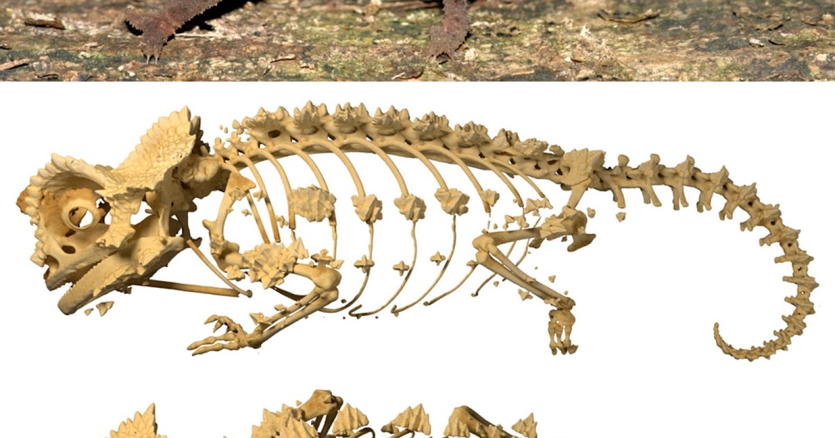 Armadillo Skeleton Diagram