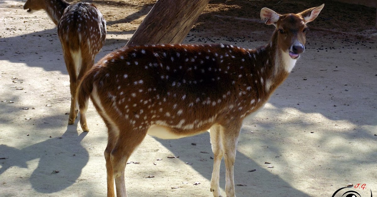 Os Rikinhus: Cervinae (Veado)