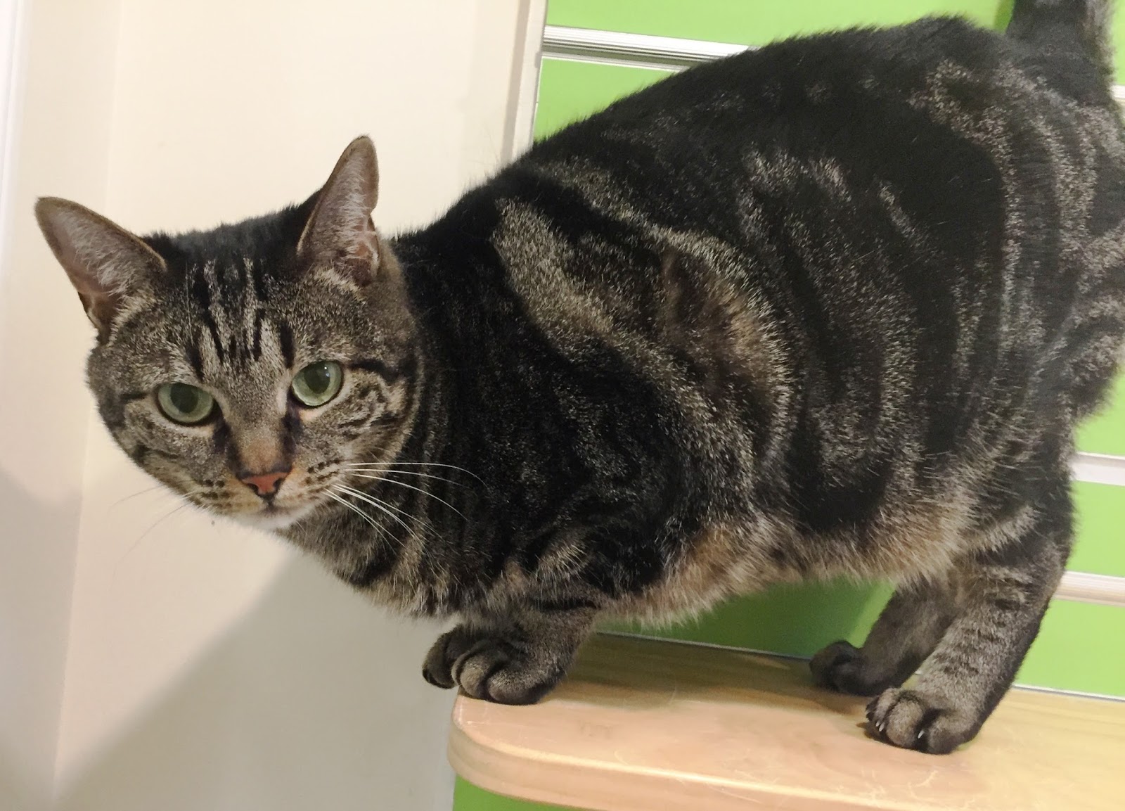 Progressive Charlestown: Kitty of the week