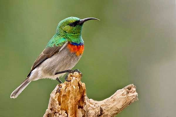 Cool Pictures, Images & Photos For Facebook: Awesome Birds Profile Pics