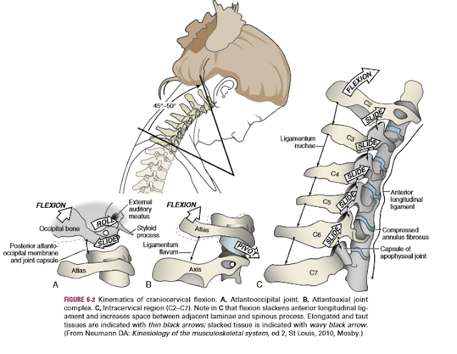 Cervical Omurga Kinematiği