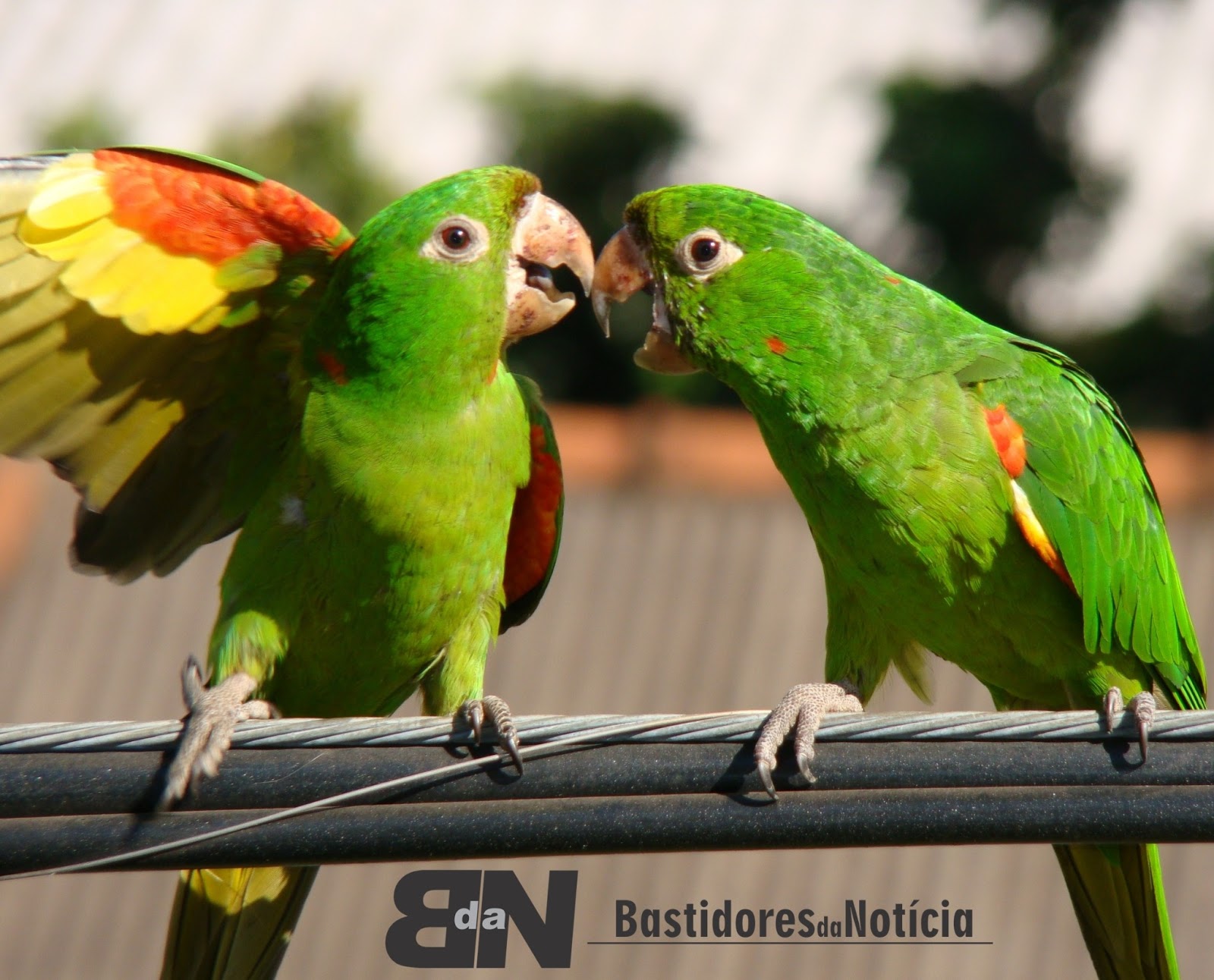 Bastidores da Notícia Dracena: MARITACAS ESTÃO POR TODOS OS LADOS