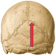 Proses Pembentukan Sendi, Jenis-Jenis Persendian dan Hubungan Antar ...
