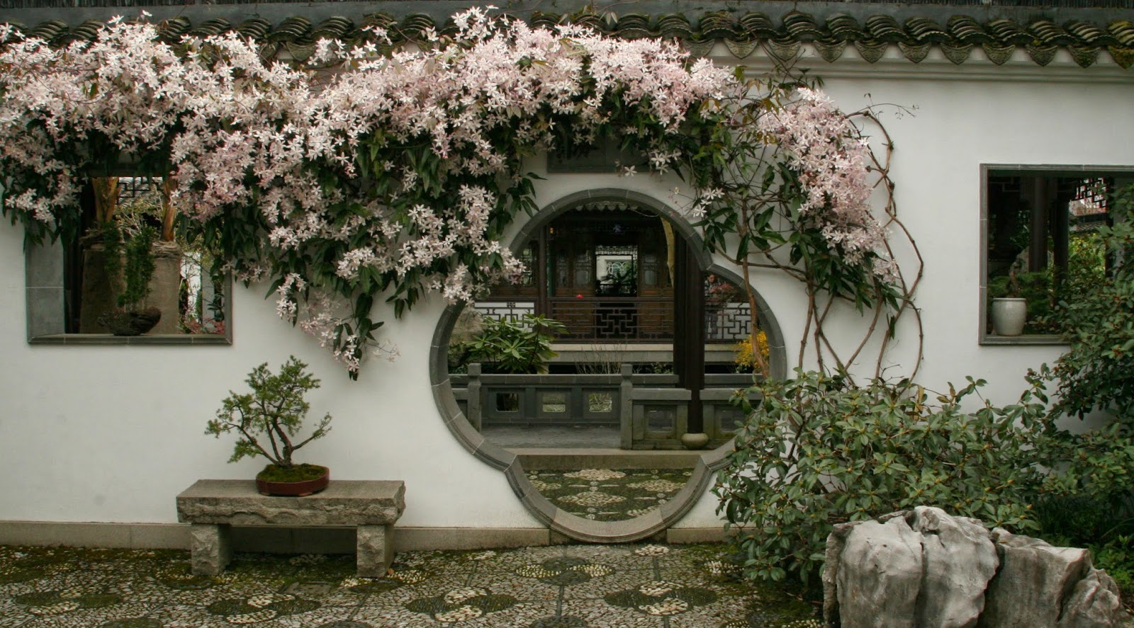 THE EVERGREEN CLEMATIS - Clematis armandii |The Garden of Eaden