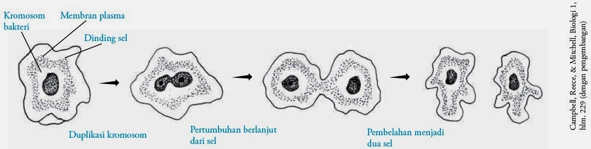 (PPTX) 1. macam macam mitosis, meiosis, amitosis - DOKUMEN.TIPS