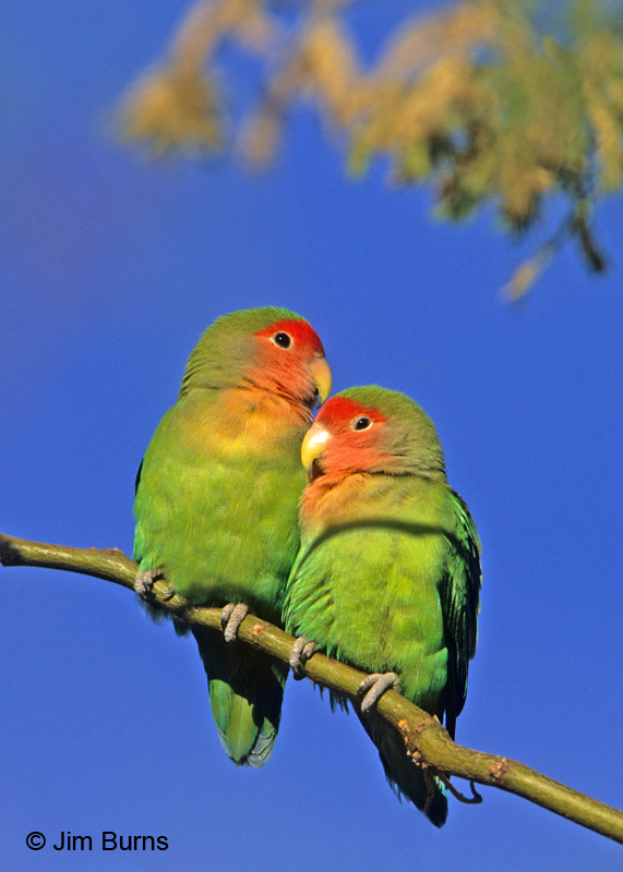 Facts about Lovebirds