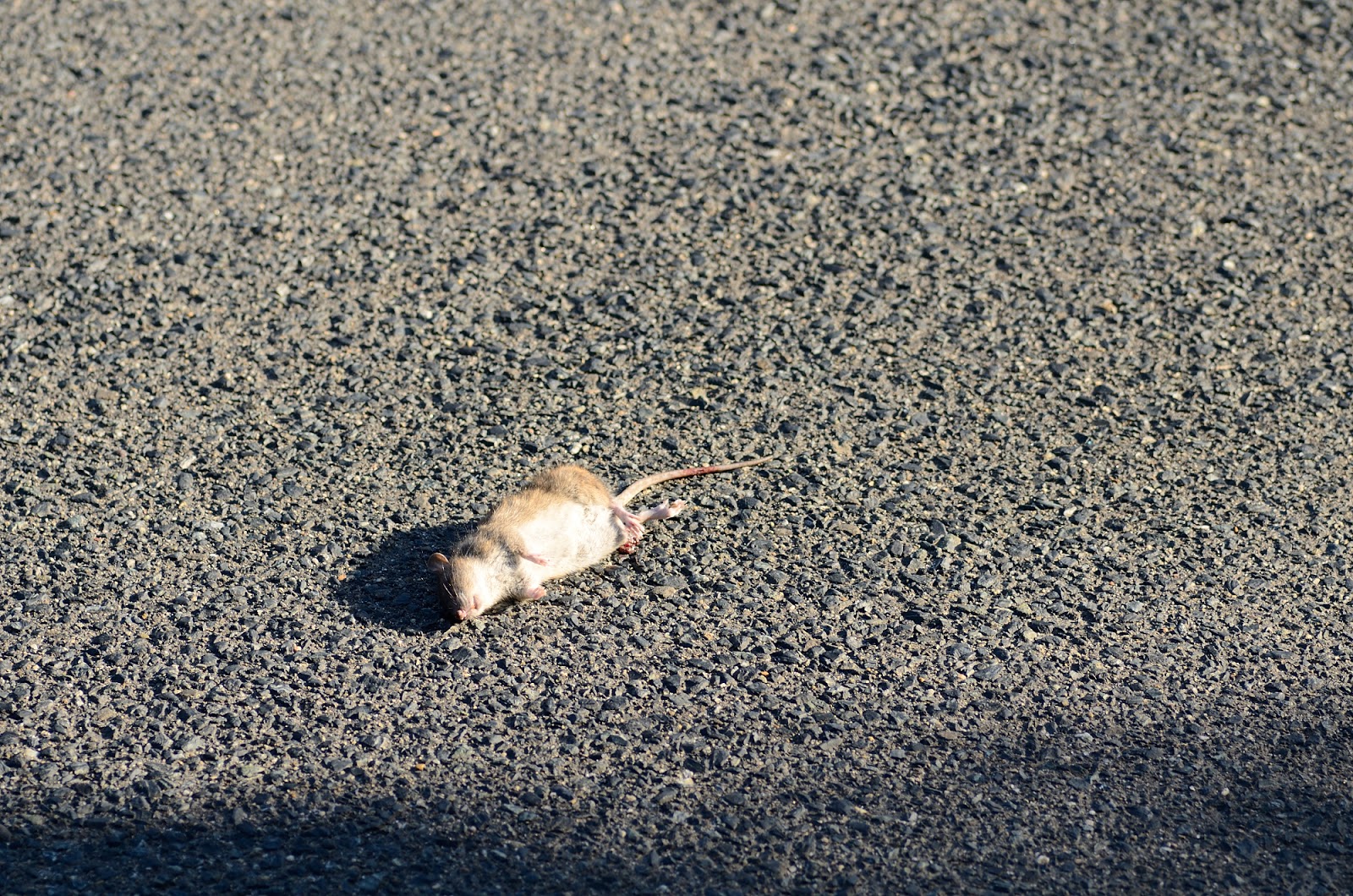 Sendai Photo Blog | Pictures of northern Japan: Rat in the Road