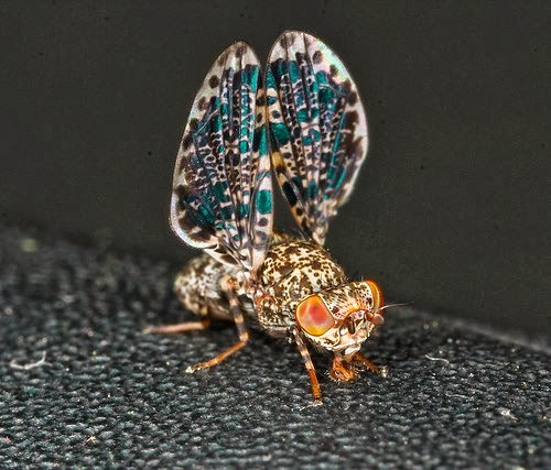 Andy foto natura: Insectos hermosos