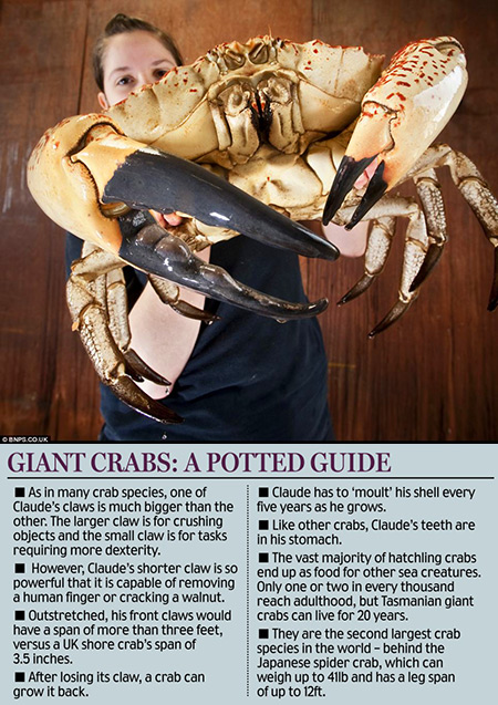 World Animals, Birds And ....: The Largest Crab You've Ever Seen