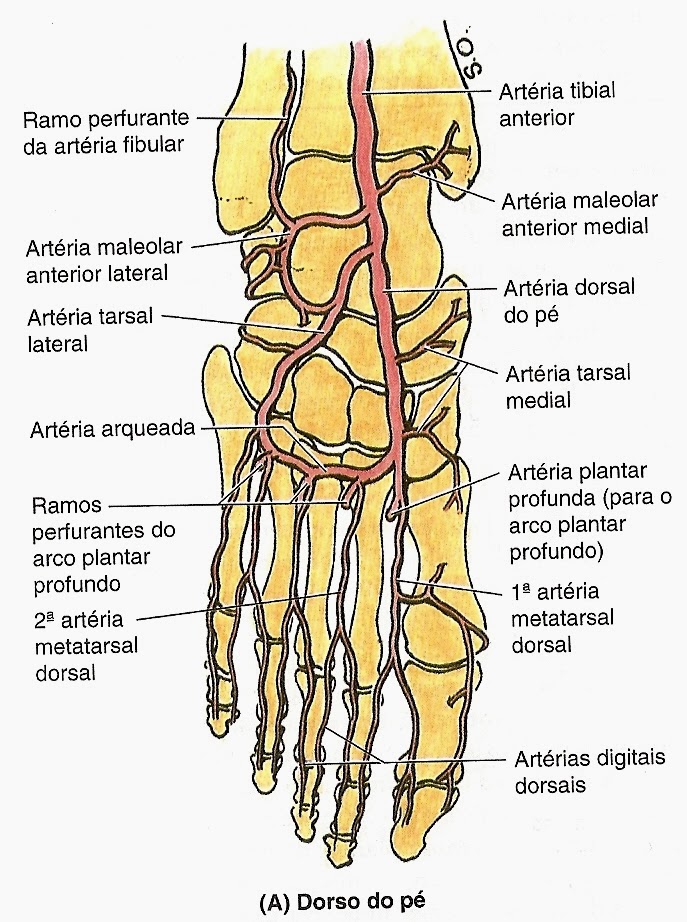 SOS PÉ DIABÉTICO: ANATOMIA ARTERIAL DA PERNA E DO PÉ