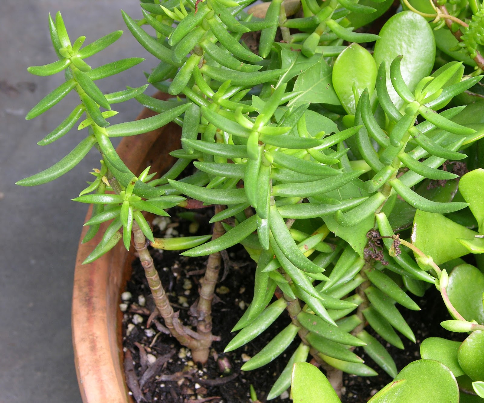 Crassula Species ~ Cactus And Suculents