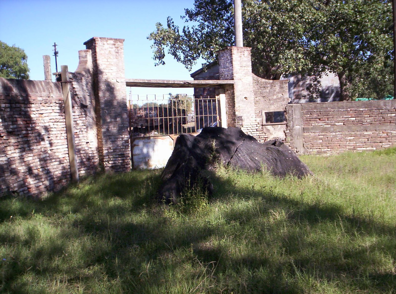 El Observador de la Historia: El ombú de Sarmiento, mojón de la ...
