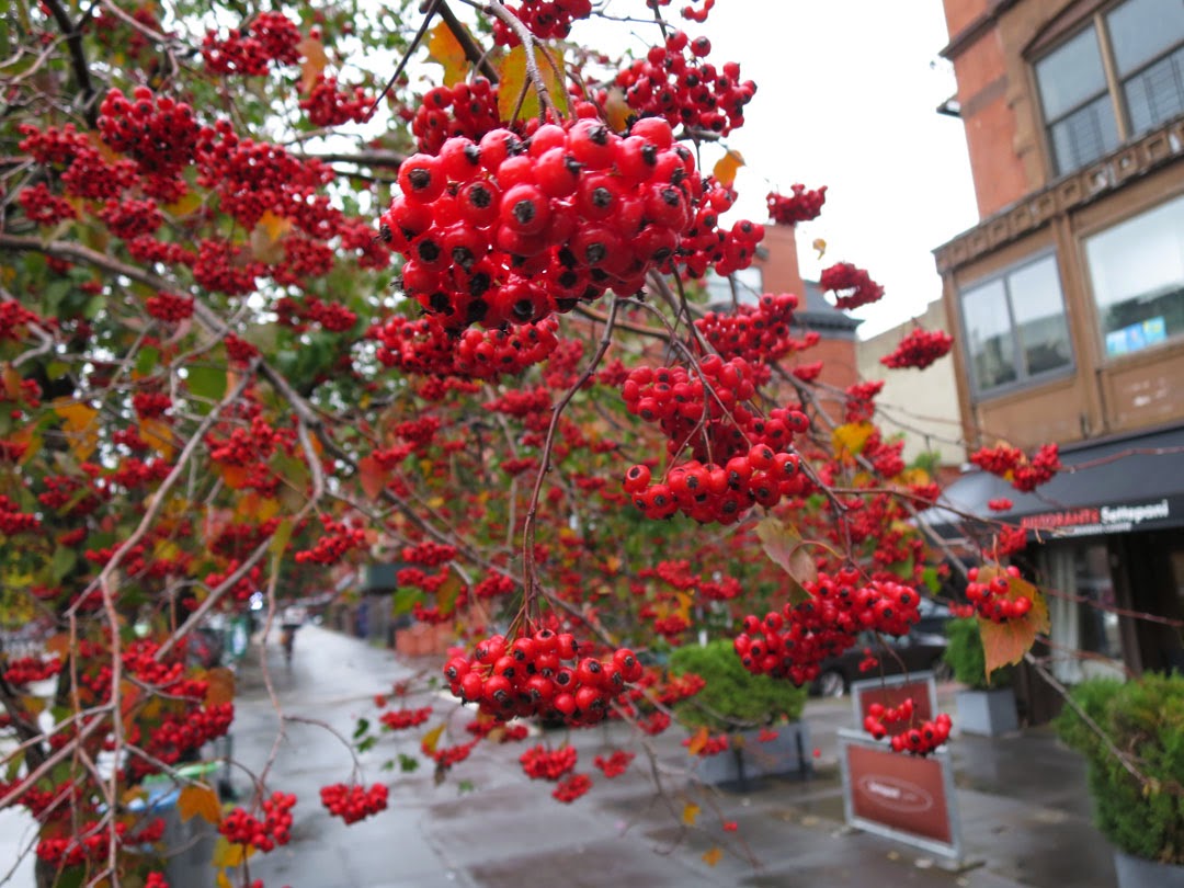 66 Square Feet (Plus): Hawthorn in Harlem