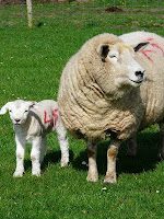 Bloat In Lambs