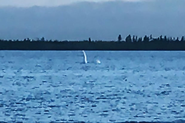 Phantoms and Monsters - Real Eyewitness Cryptid Encounter Reports